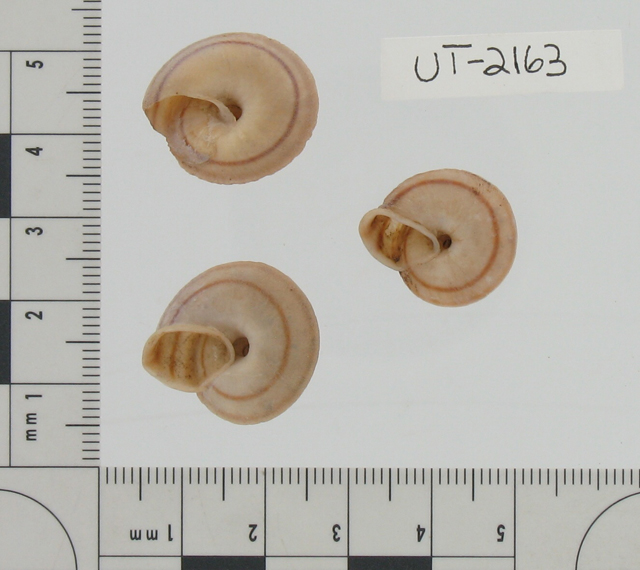 Obba marginata (O.F.Müller, 1774)