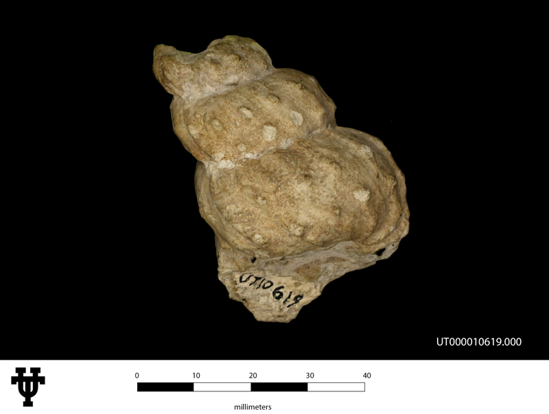 Bostrychoceras Hyatt, 1900