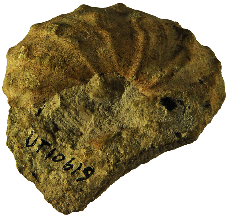 Bostrychoceras Hyatt, 1900