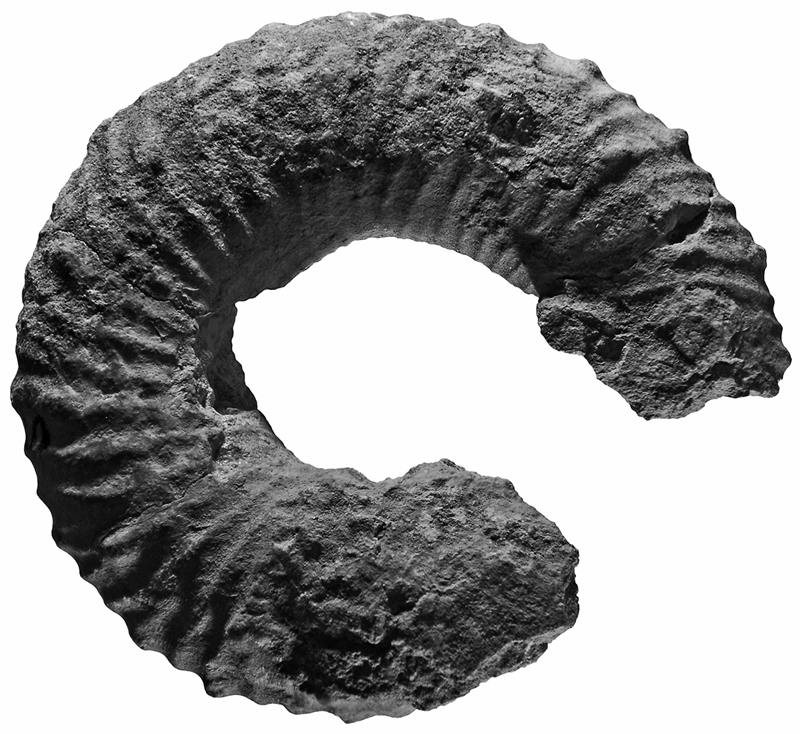 Bostrychoceras Hyatt, 1900