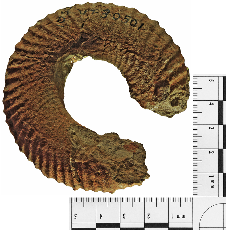 Bostrychoceras Hyatt, 1900