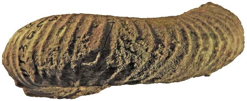 Bostrychoceras Hyatt, 1900