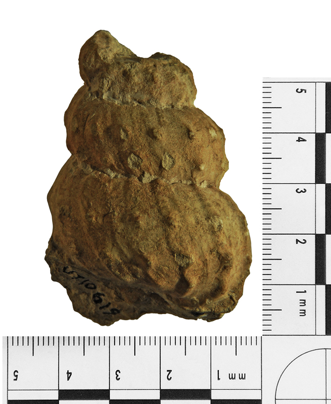 Bostrychoceras Hyatt, 1900