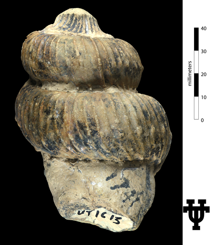 Bostrychoceras Hyatt, 1900