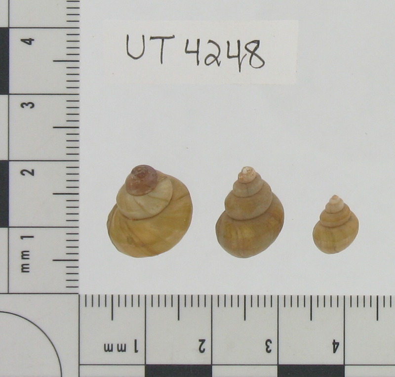 Tulotoma Haldeman, 1840