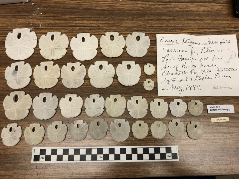 Encope macrophora tamiamiensis Mansfield, 1932