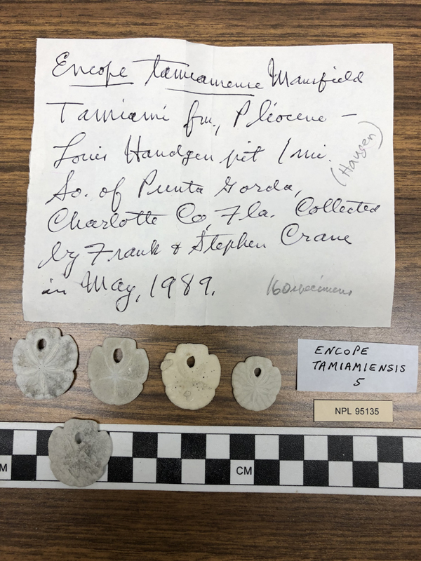 Encope macrophora tamiamiensis Mansfield, 1932