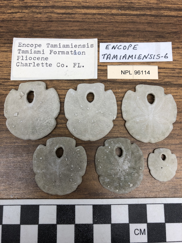 Encope macrophora tamiamiensis Mansfield, 1932