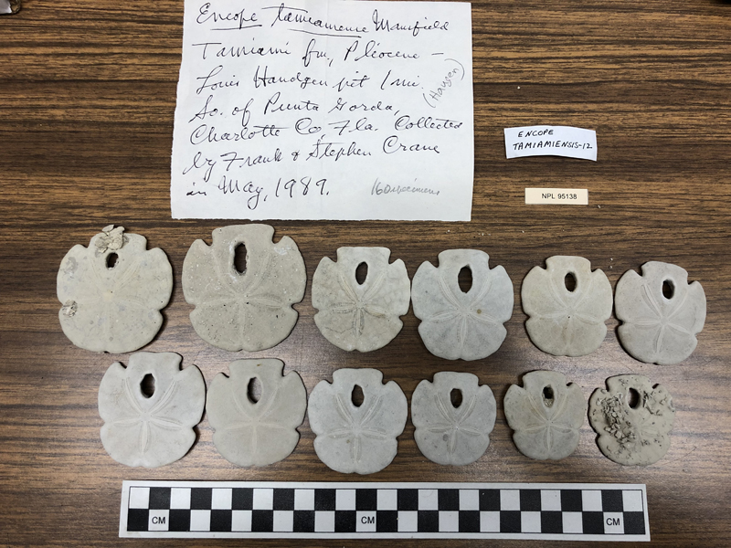 Encope macrophora tamiamiensis Mansfield, 1932