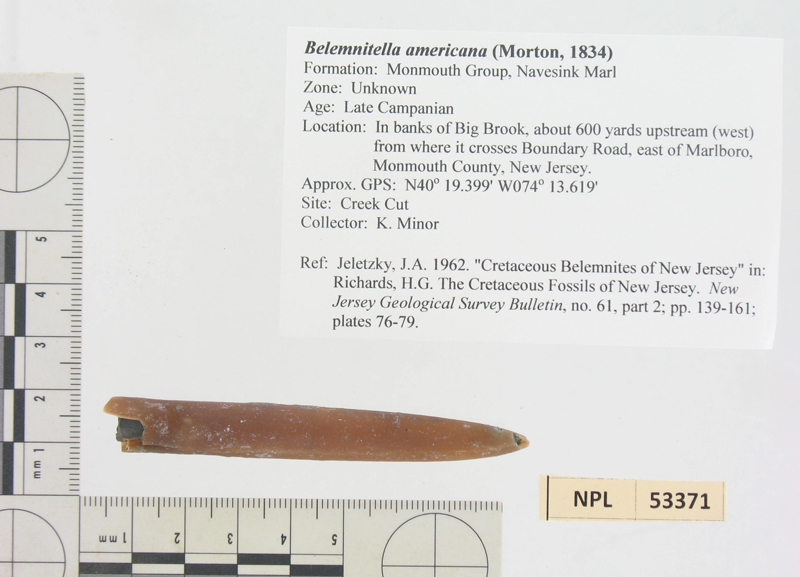 Belemnitella d'Orbigny, 1840