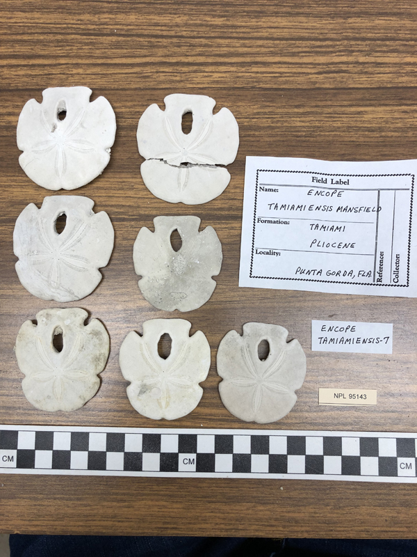 Encope macrophora tamiamiensis Mansfield, 1932