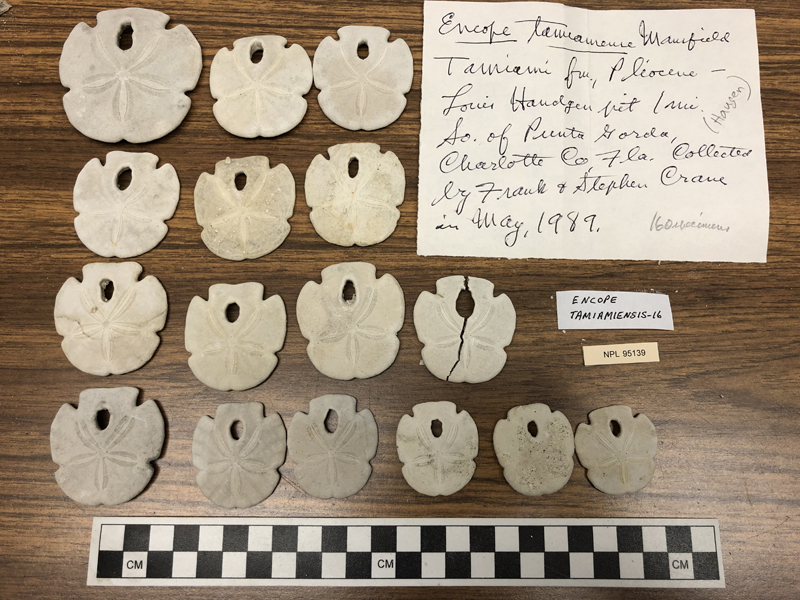 Encope macrophora tamiamiensis Mansfield, 1932