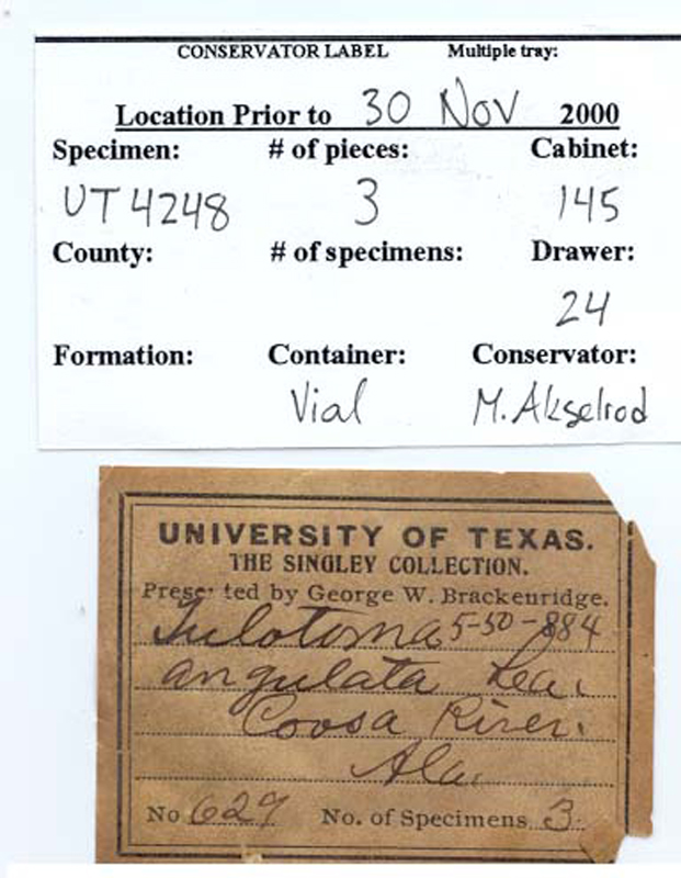 Tulotoma Haldeman, 1840