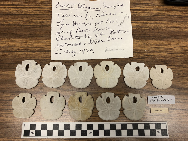 Encope macrophora tamiamiensis Mansfield, 1932