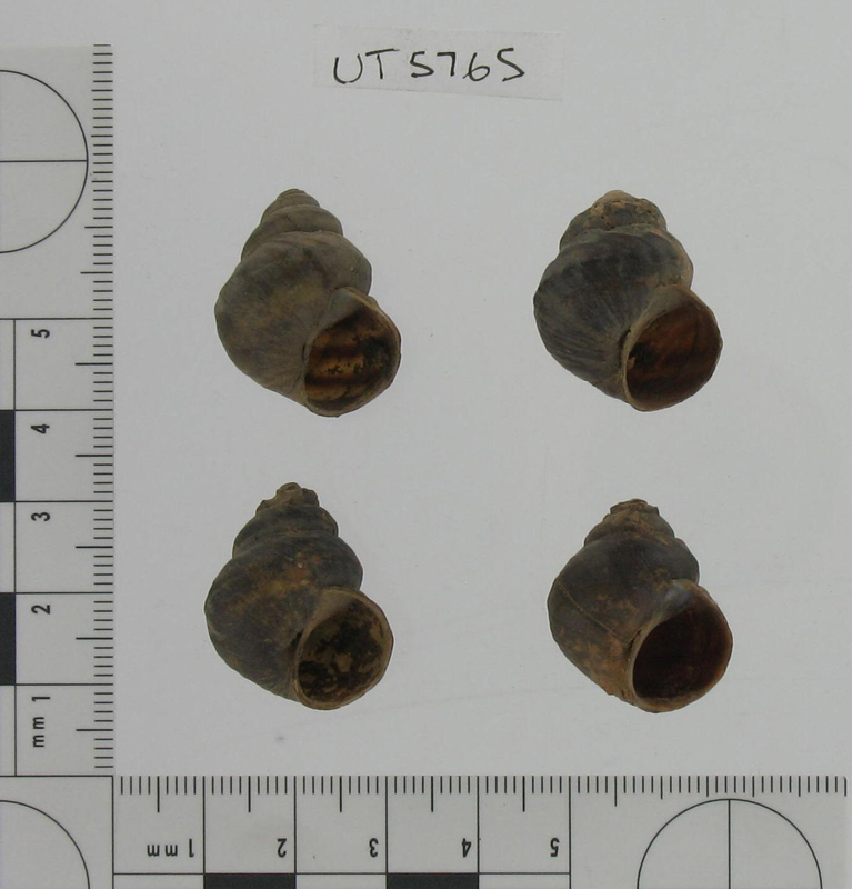 Tulotoma Haldeman, 1840