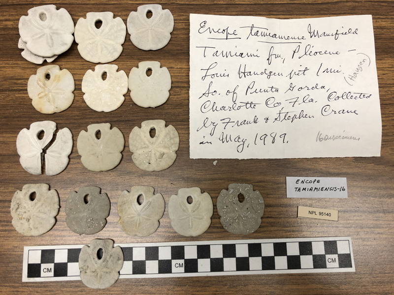 Encope macrophora tamiamiensis Mansfield, 1932